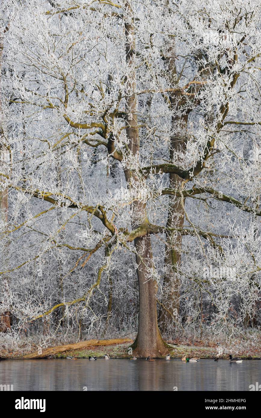 English oak (Quercus robur) with hoar frost in winter, North Rhine ...