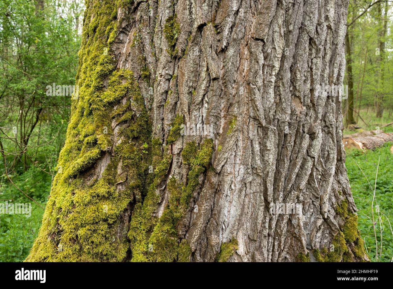 Bark of the common ash, common ash or tall ash (Fraxinus excelsior ...