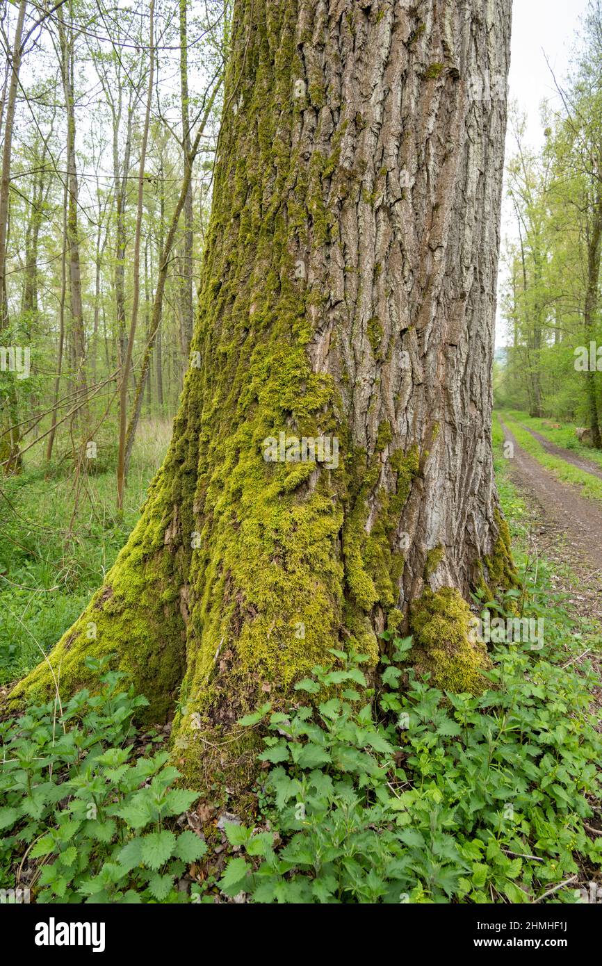 Bark of the common ash, common ash or tall ash (Fraxinus excelsior ...