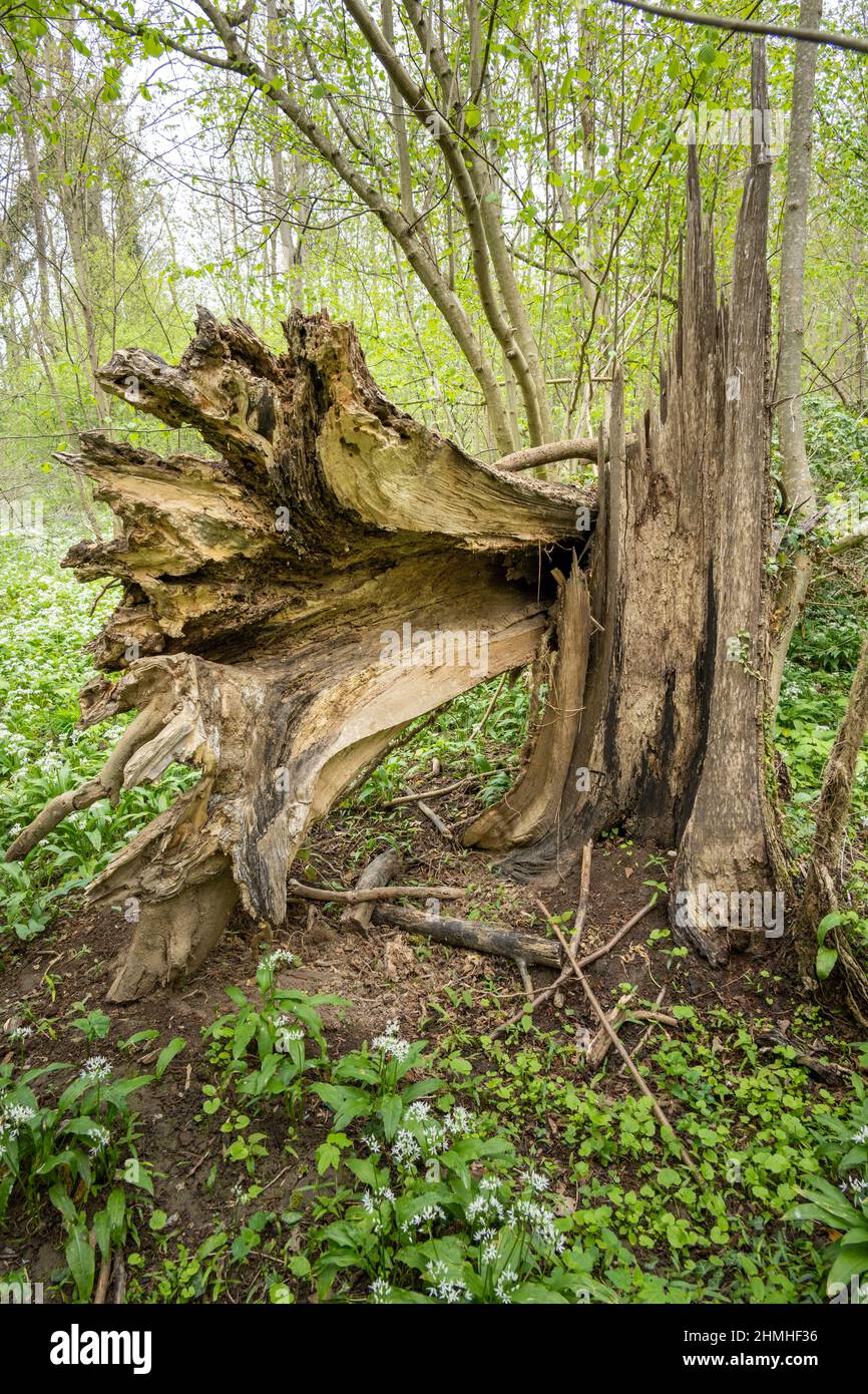 Weathered forest hi-res stock photography and images - Alamy