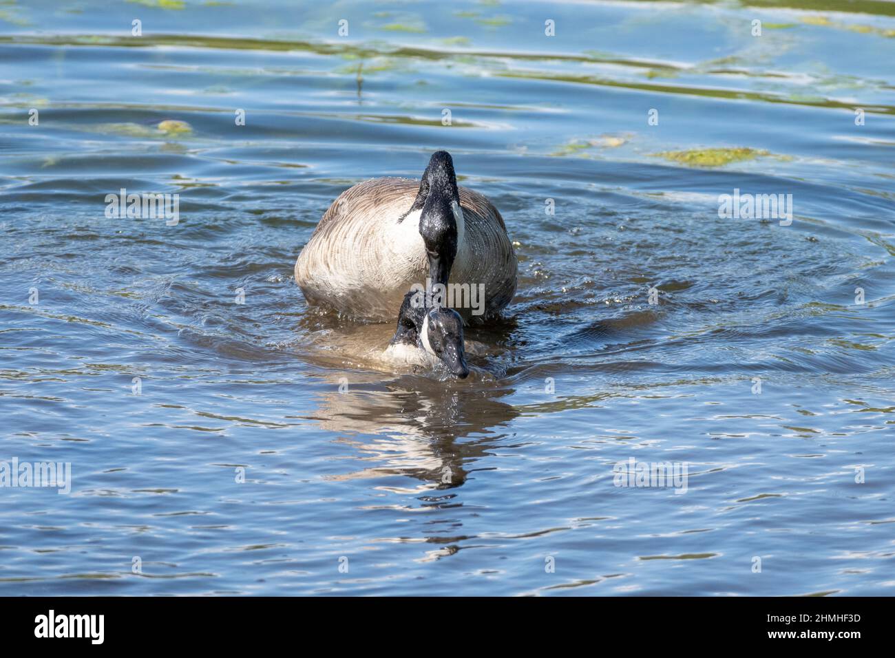 Canada geese (Branta canadensis), mating ritual Stock Photo - Alamy