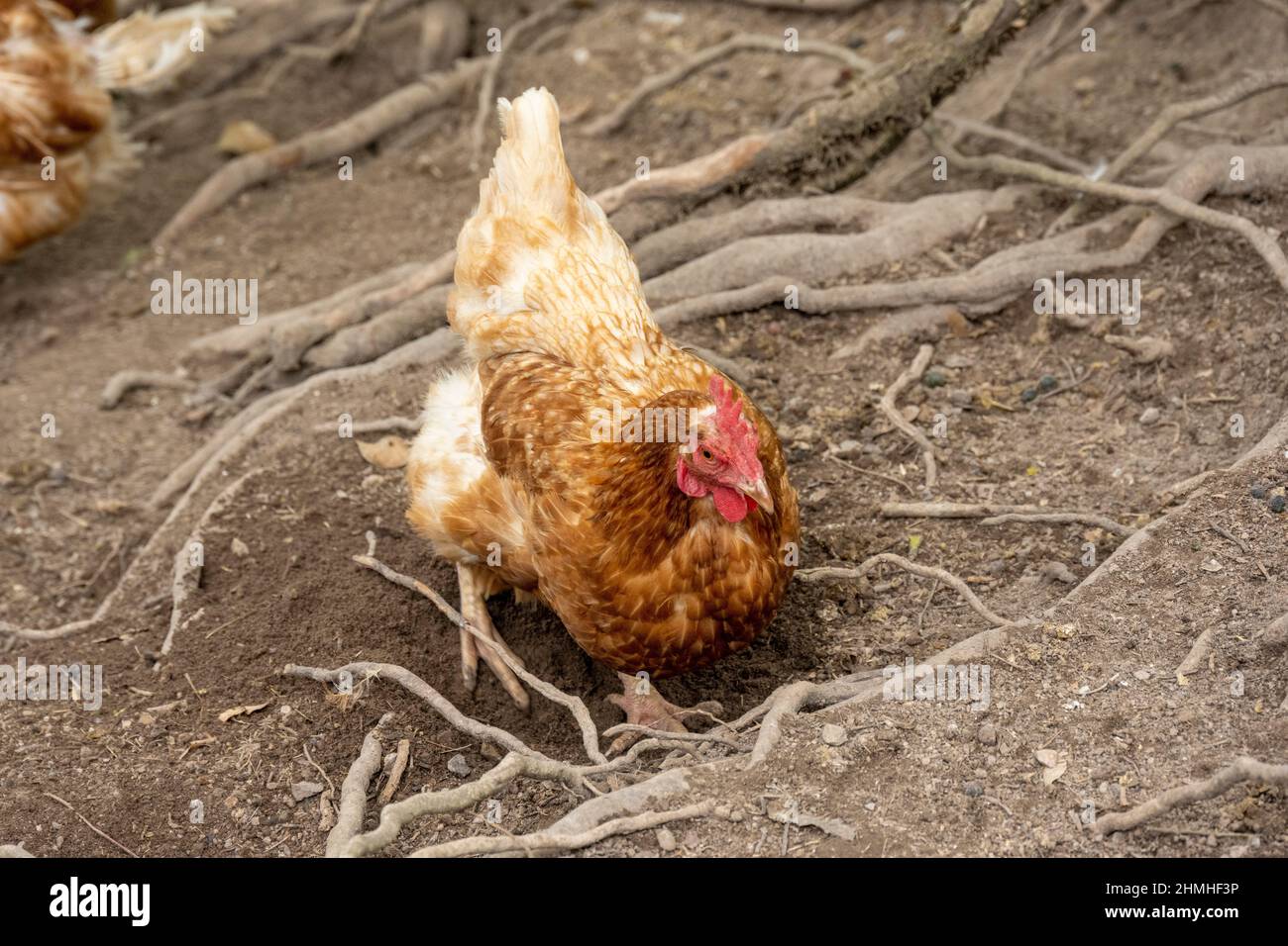 Scratching in soil hi-res stock photography and images - Alamy