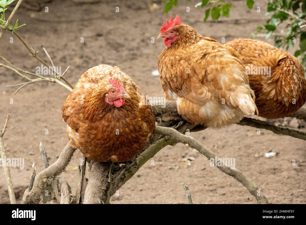 Natural setting hi-res stock photography and images - Alamy