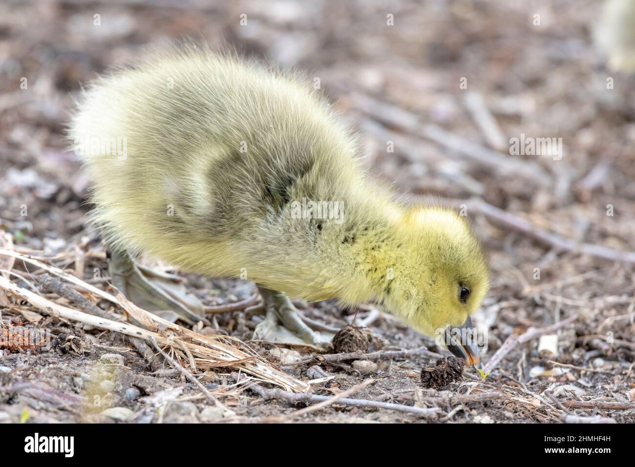 Greylag Goose (Anser anser), chick Stock Photo - Alamy