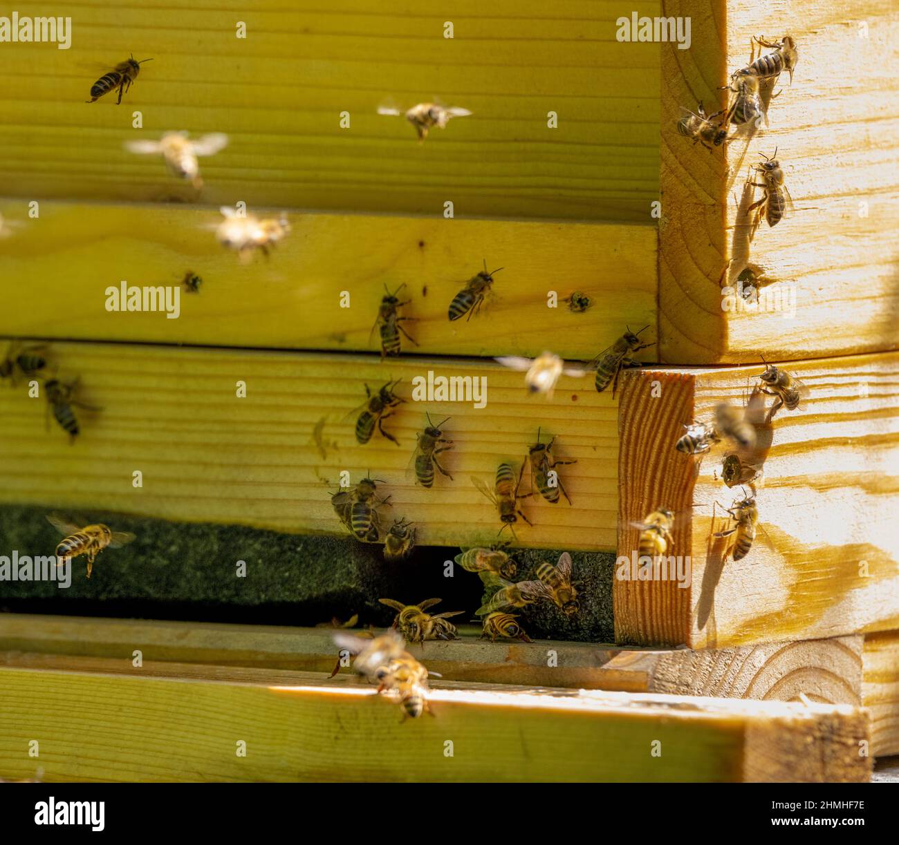 Bees (Apiformes or Anthophila), honey bees at the hive Stock Photo - Alamy