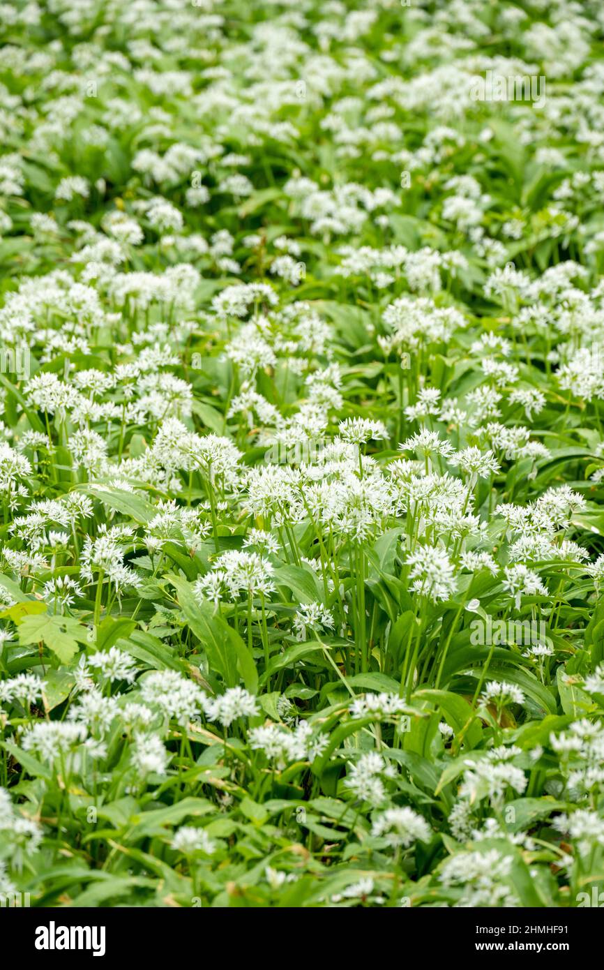 Wild garlic in bloom in the forest (Allium ursinum), plant species from ...