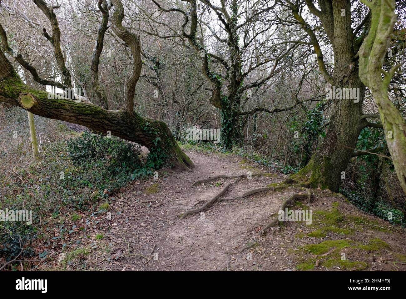 woods,forest,trees,path,roots,tree,showing,winter,oak,Isle of Wight ...