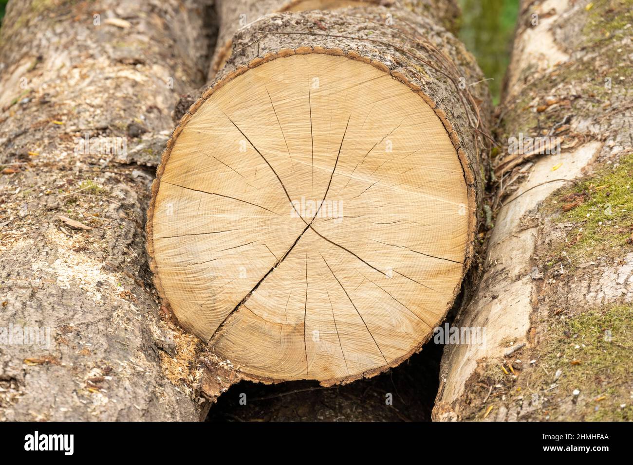 Commercial felled trees hi-res stock photography and images - Alamy