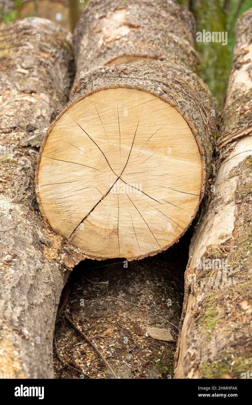 felled tree, tree disc with drying cracks Stock Photo - Alamy