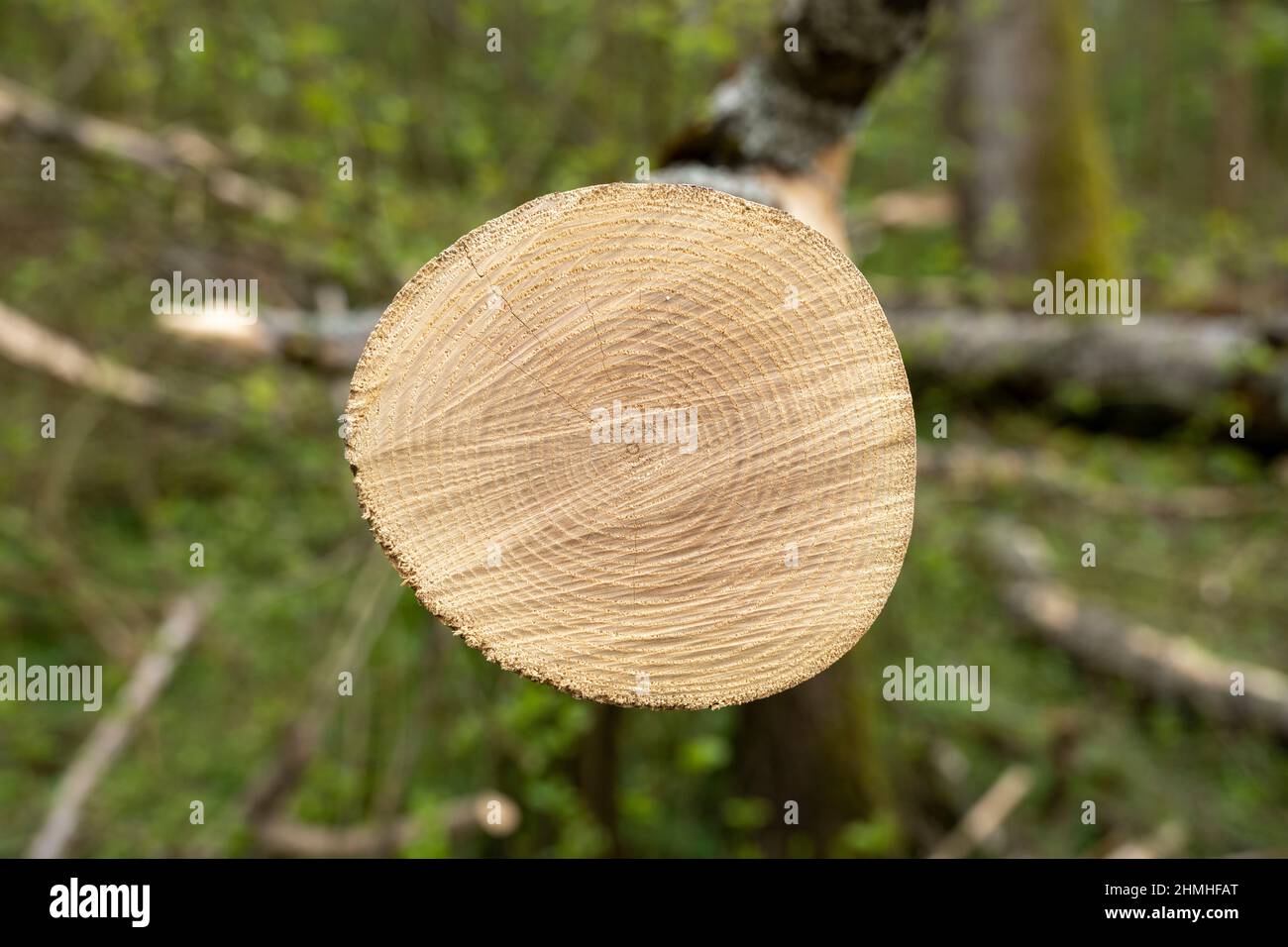 felled tree, tree disc with growth rings Stock Photo - Alamy