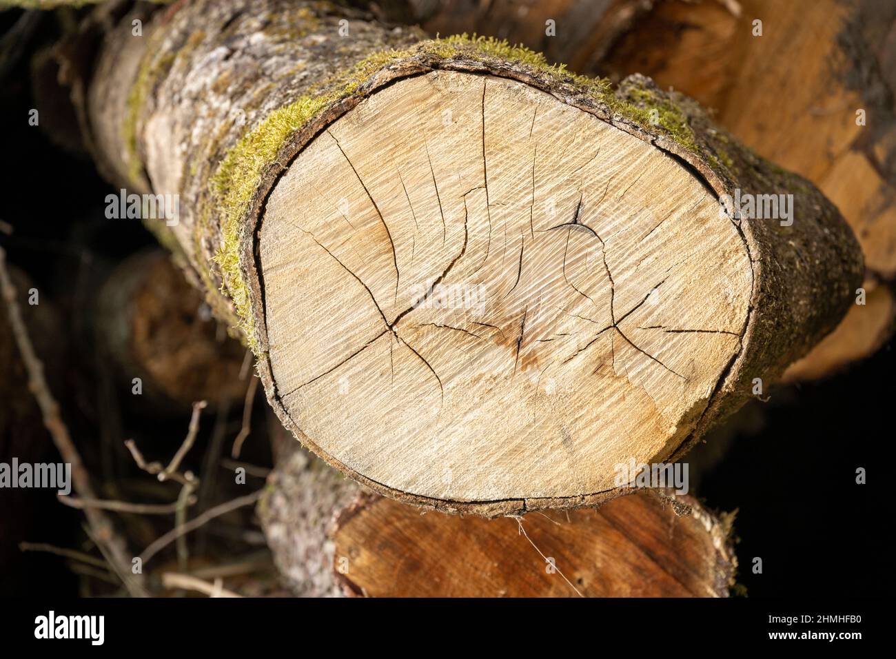 felled tree, tree disc with drying cracks Stock Photo - Alamy