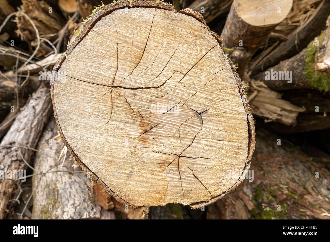 felled tree, tree disc with drying cracks Stock Photo - Alamy
