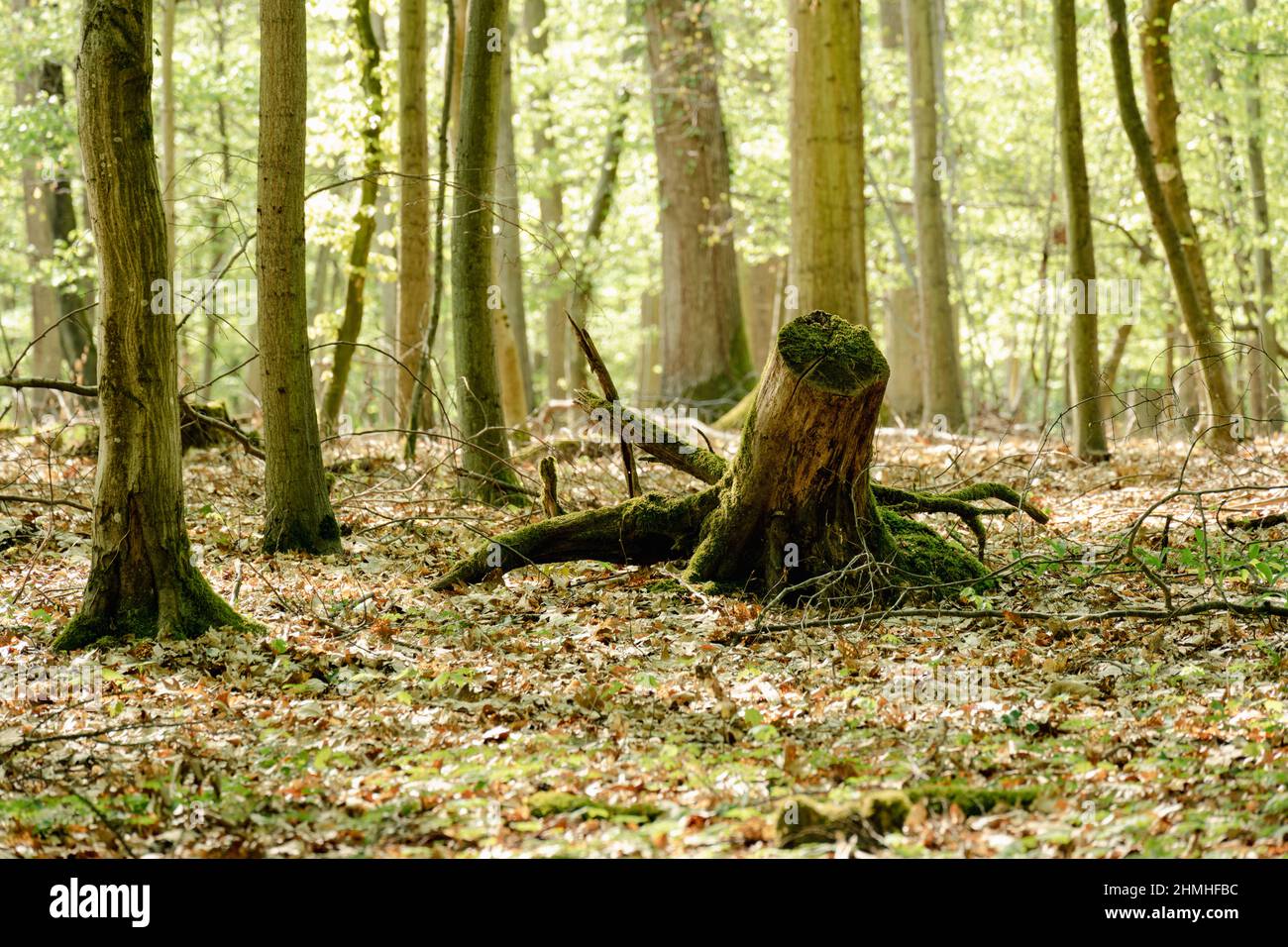 Spring forest with tree stump Stock Photo - Alamy