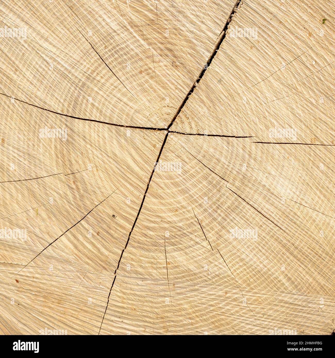 Tree disc with drying cracks hi-res stock photography and images - Alamy