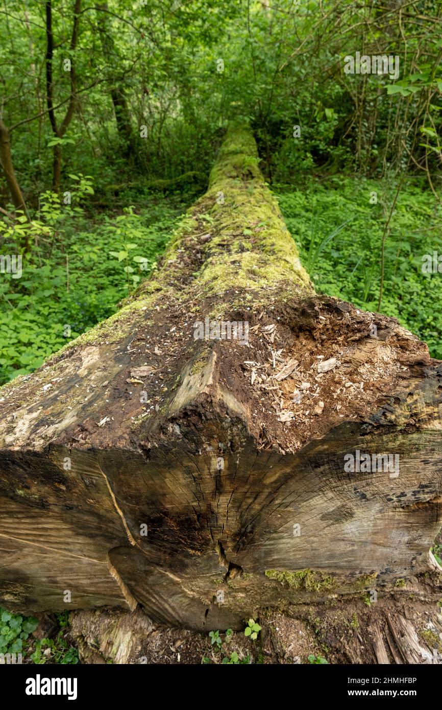 Felled tree trunk hi-res stock photography and images - Alamy
