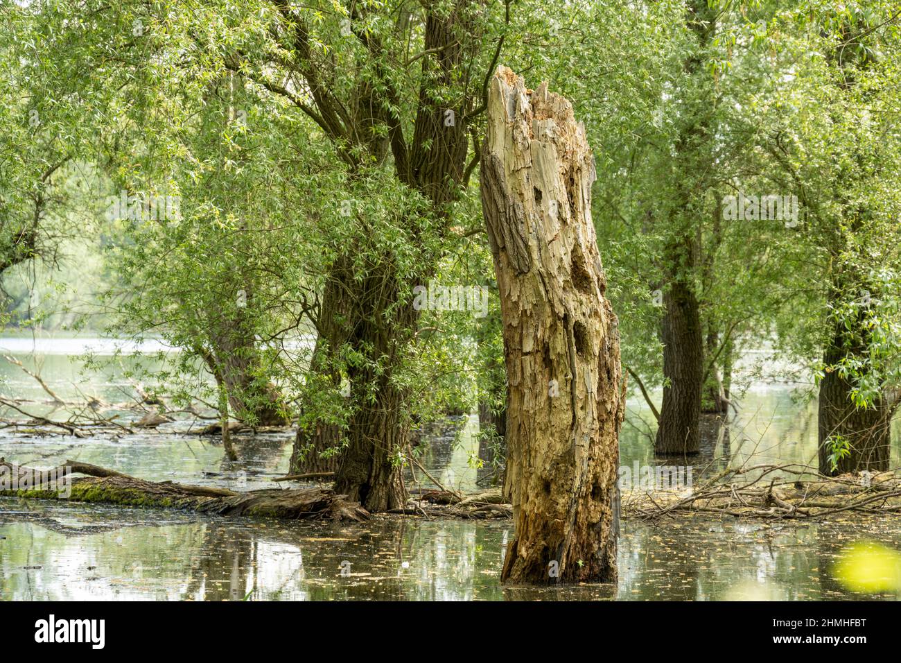 Karlsruhe, old weathered tree stump standing in the water Stock Photo - Alamy