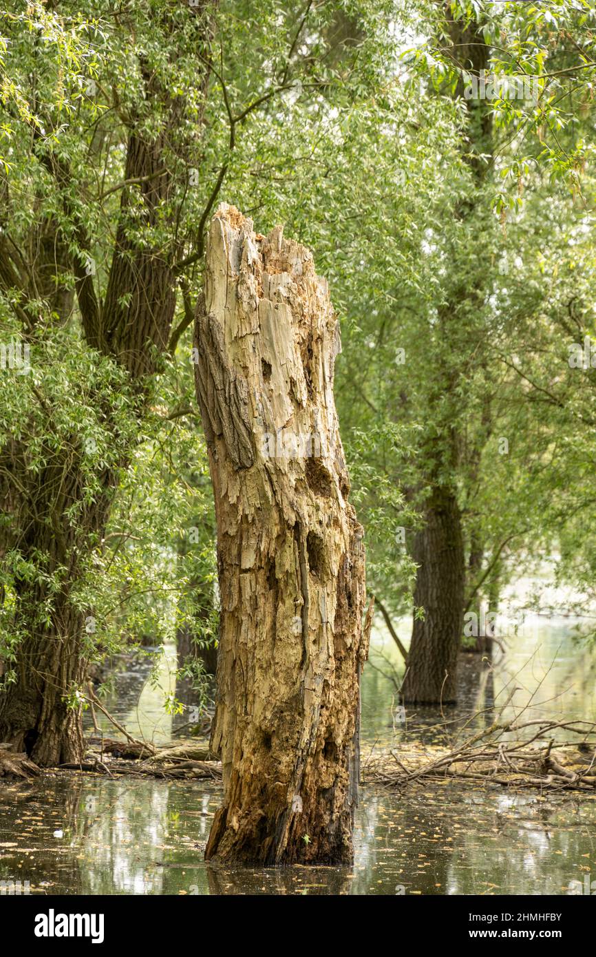 Old trees in standing water hi-res stock photography and images - Alamy