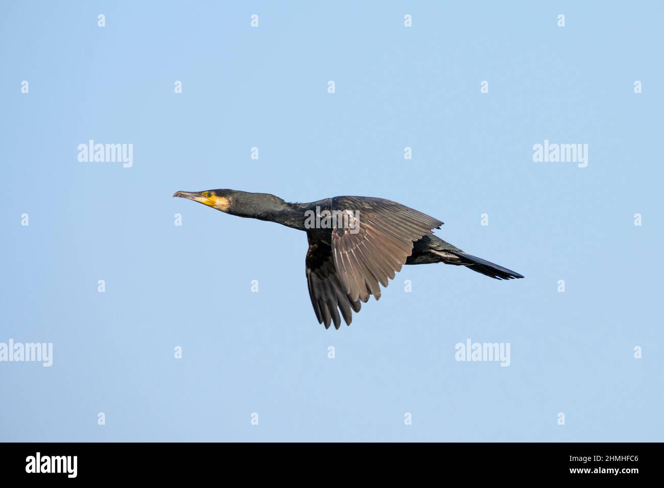 Cormorant birds in flight hi-res stock photography and images - Alamy