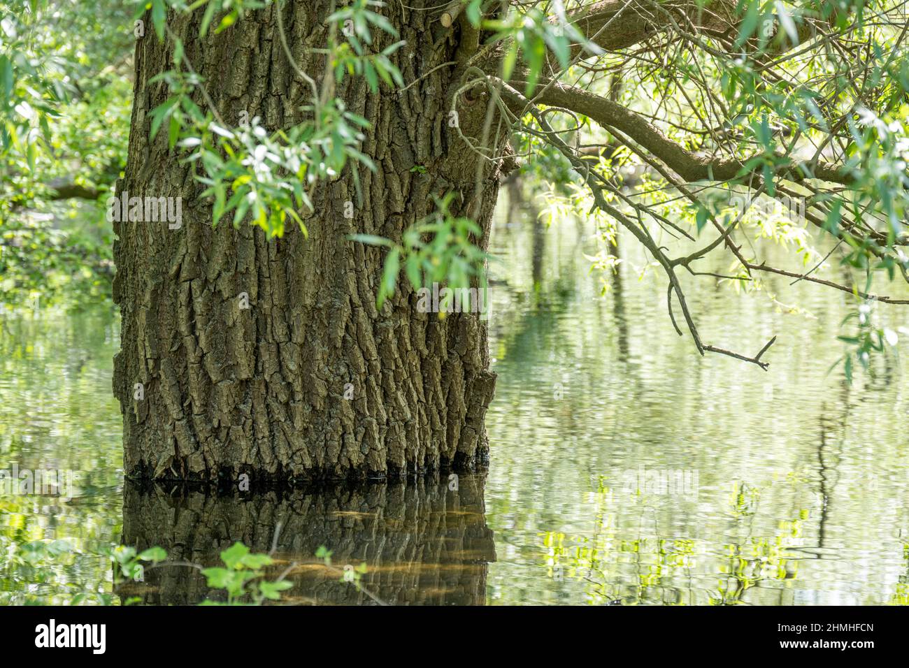 Tree standing in flood Stock Photo - Alamy