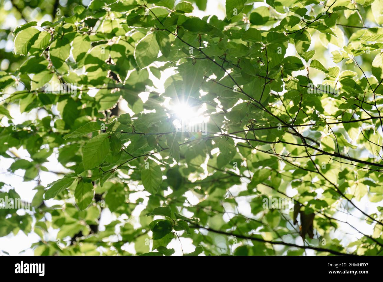 Forest, deciduous tree, branches and leaves against the light Stock ...