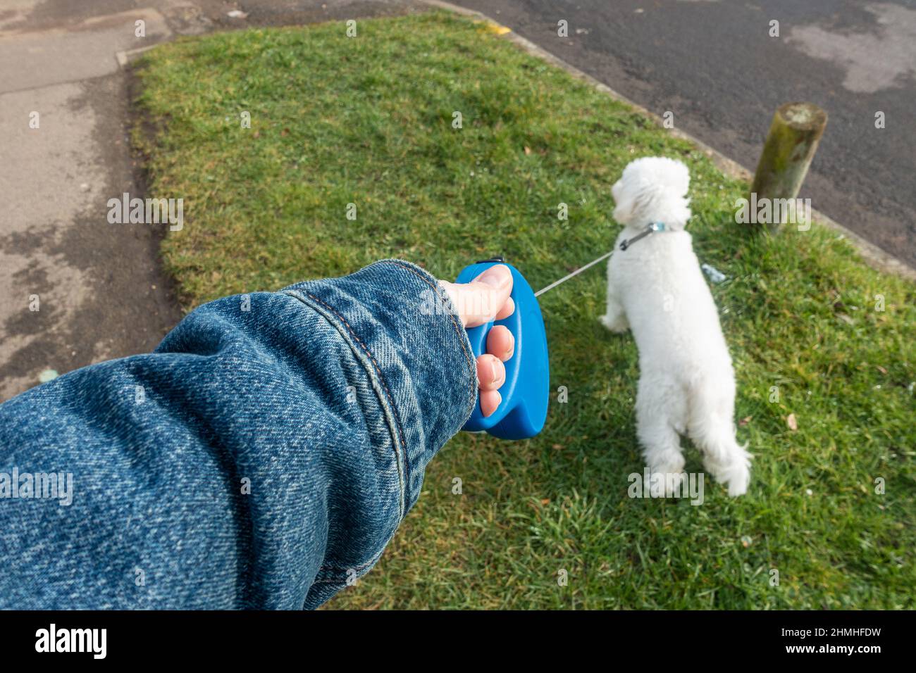 First person perspective of a hand holding a retractable dog lead ...