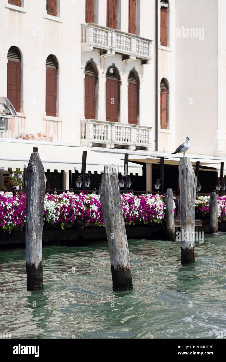 Wooden pilings in front of a terrace on the Grand Canal in Venice ...