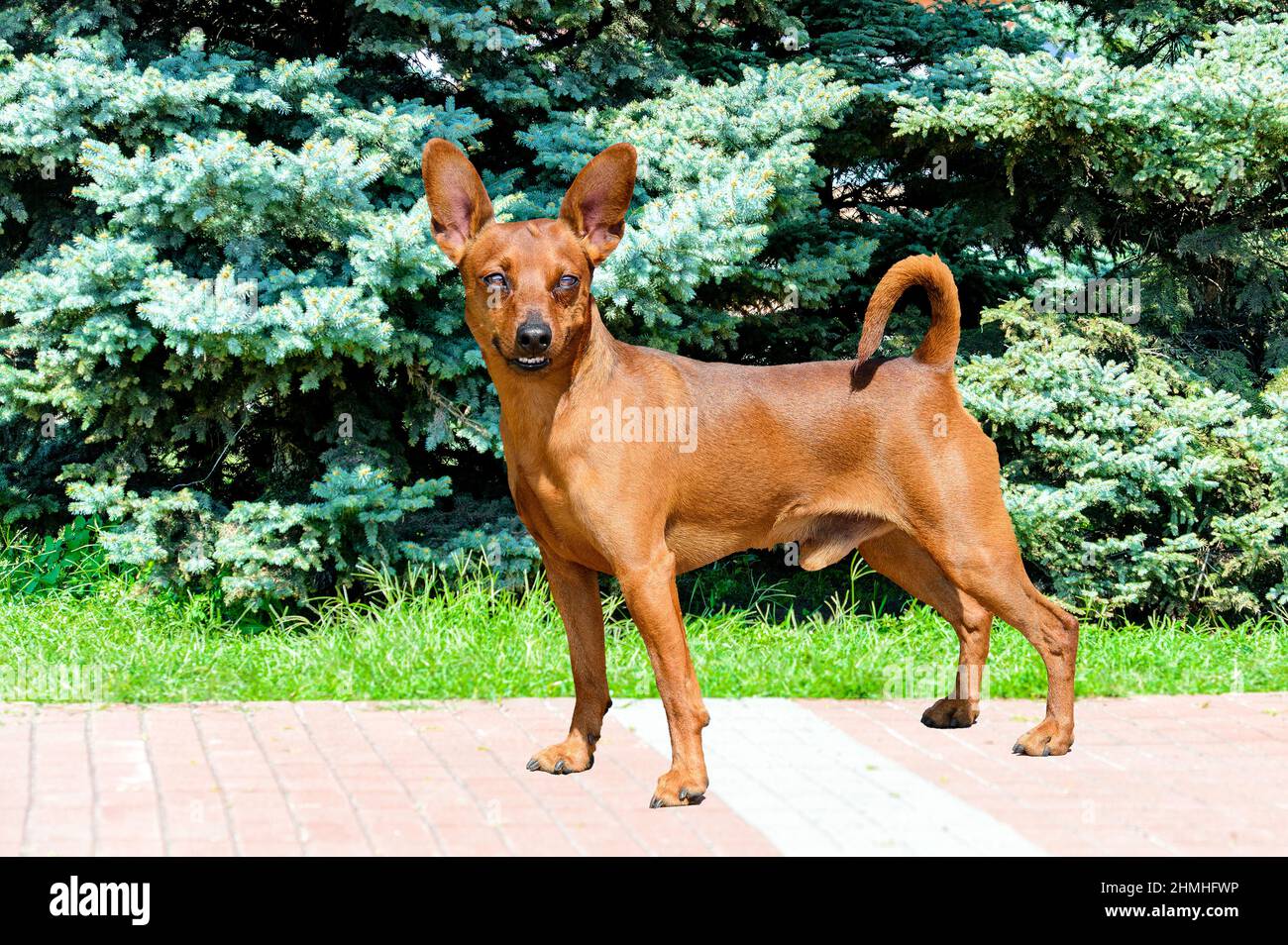 Teacup min pin hi-res stock photography and images - Alamy