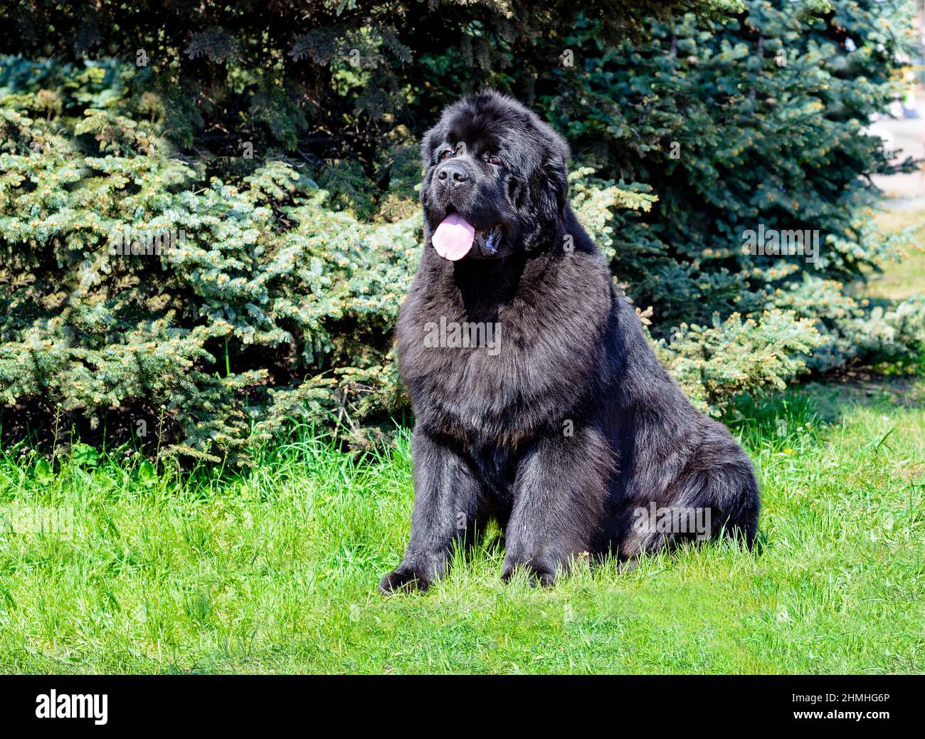 Rescue dog newfoundland swimming hi-res stock photography and images ...