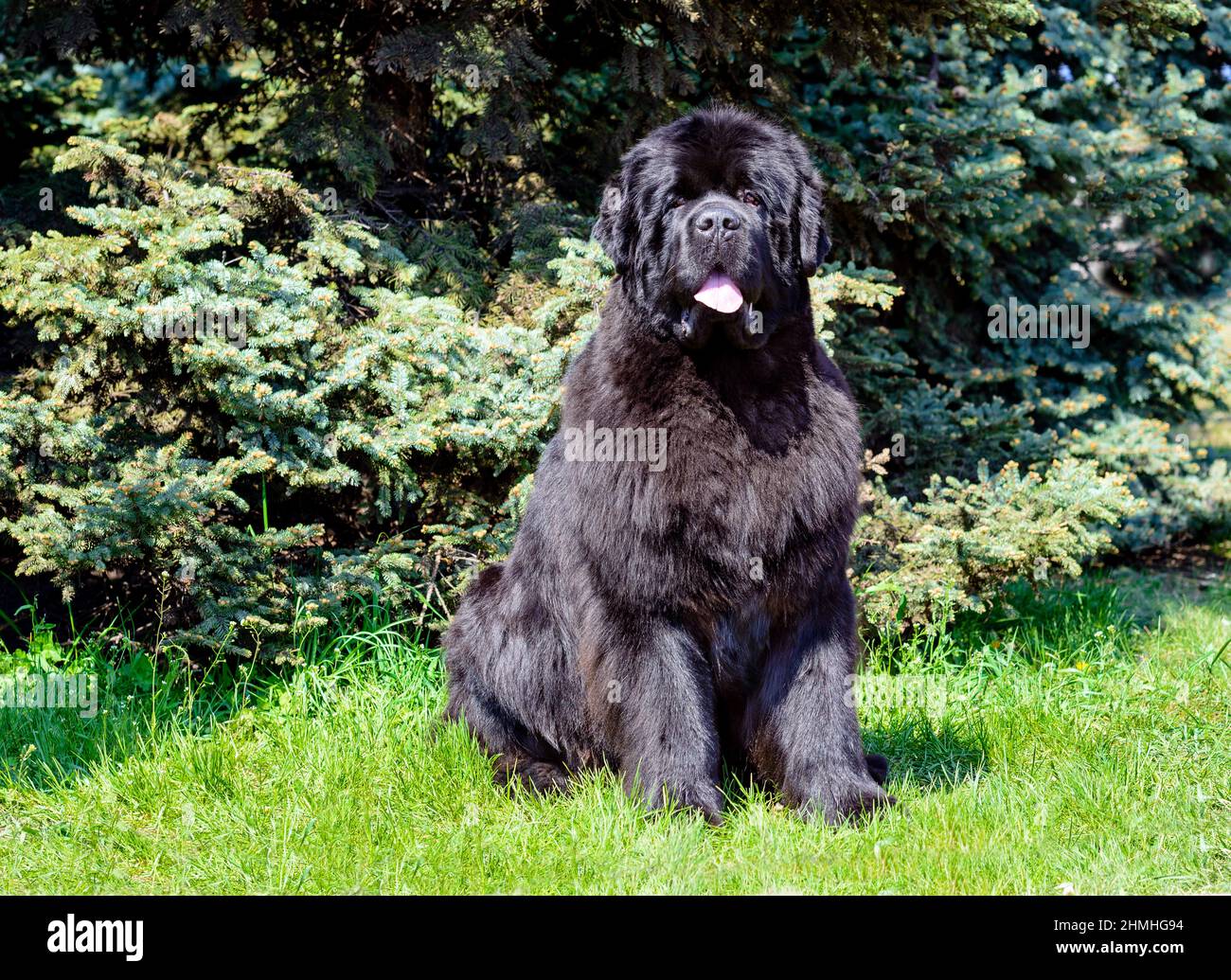 What Is Newfoundland And Labrador Medically