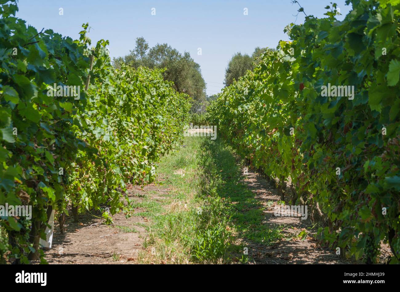 Beautiful vine of European grapes in Uruguayan winery in Canelos region ...