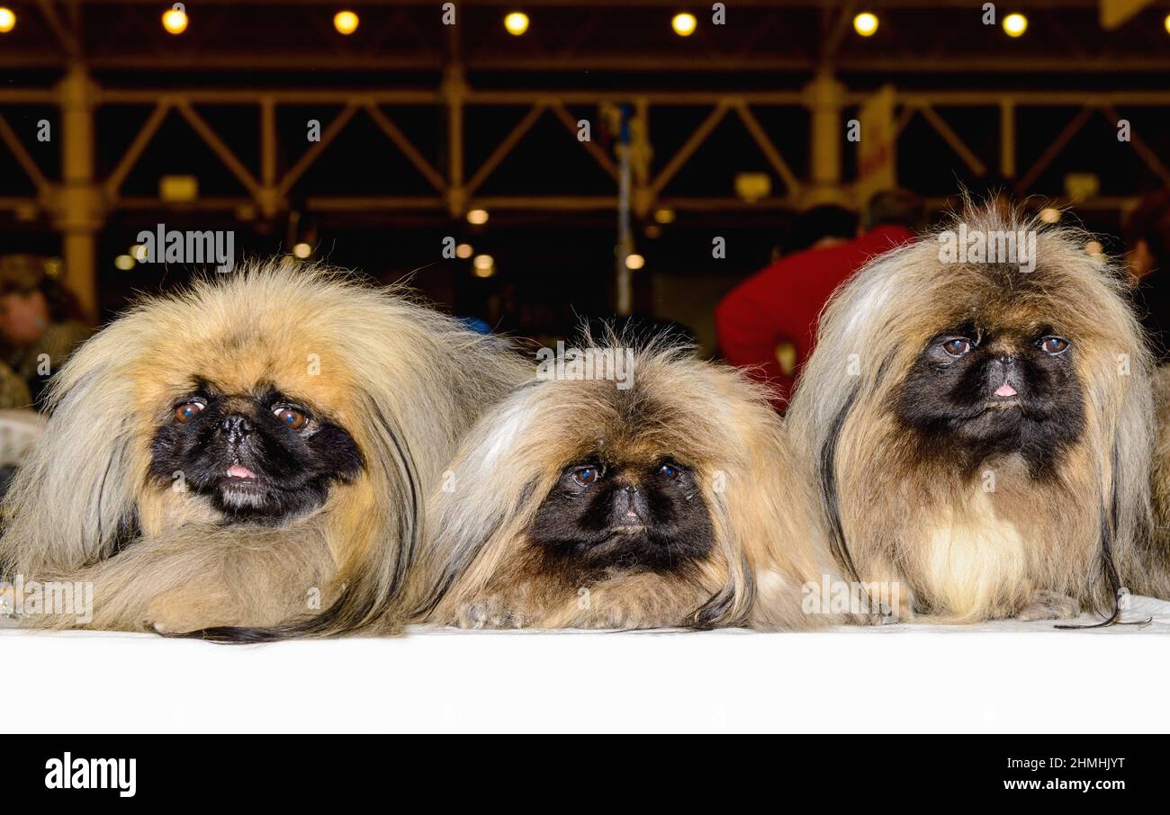 Three Pekingeses. Three Pekingeses are in the show Stock Photo - Alamy