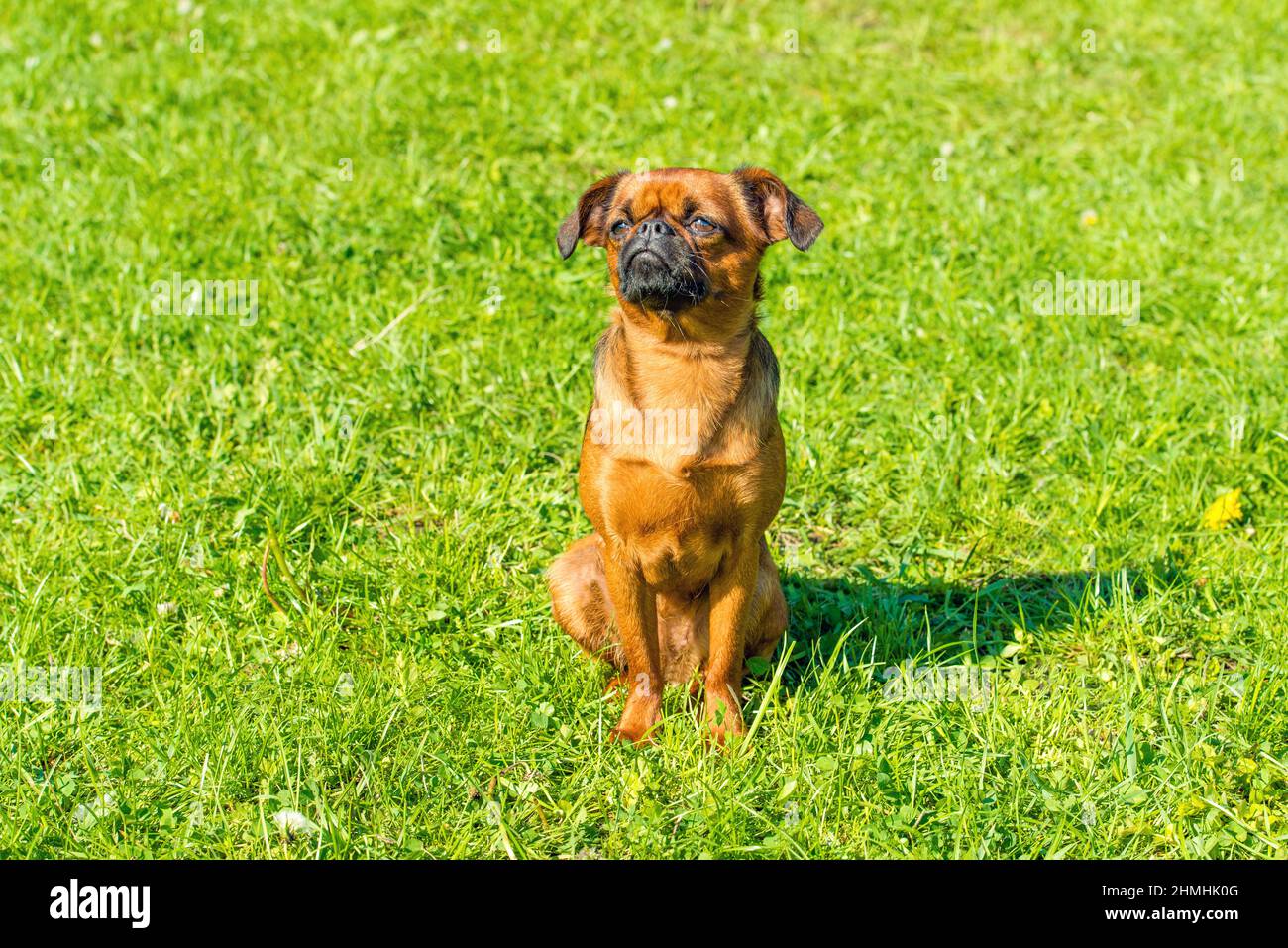 Griffons leg hi-res stock photography and images - Alamy