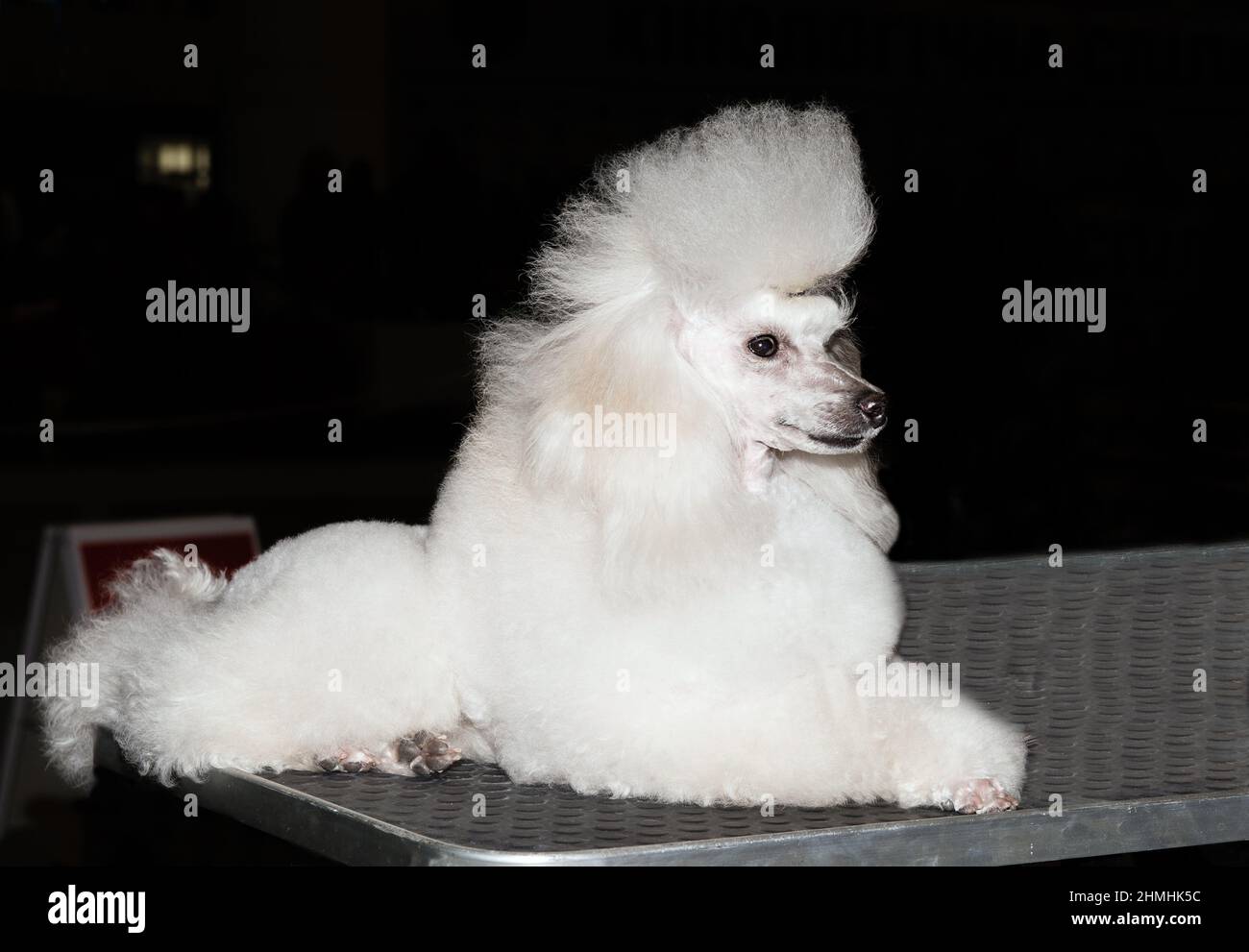 Standard poodle hunting hi-res stock photography and images - Alamy