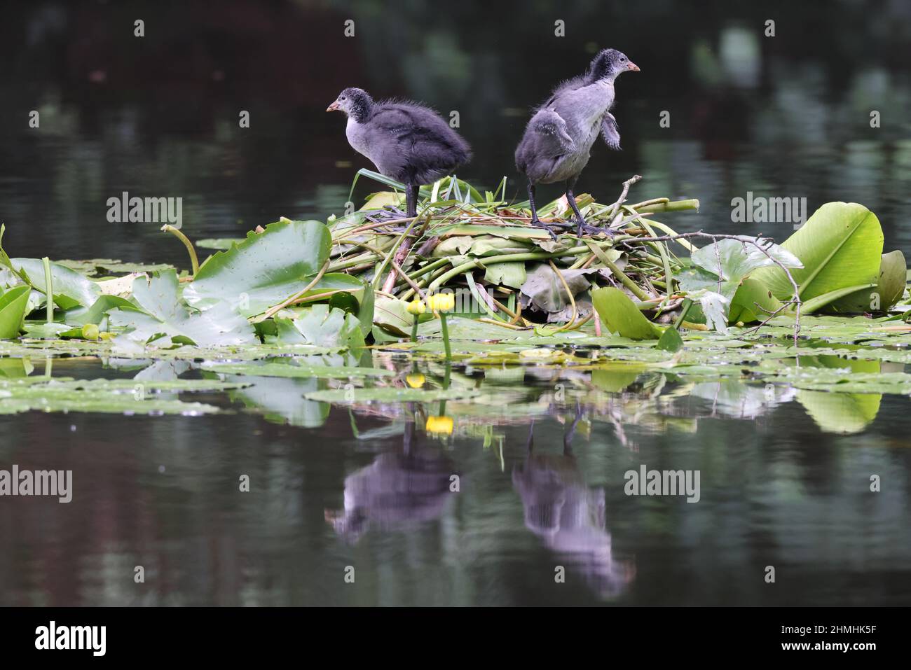 Female coot young chicks hi-res stock photography and images - Alamy
