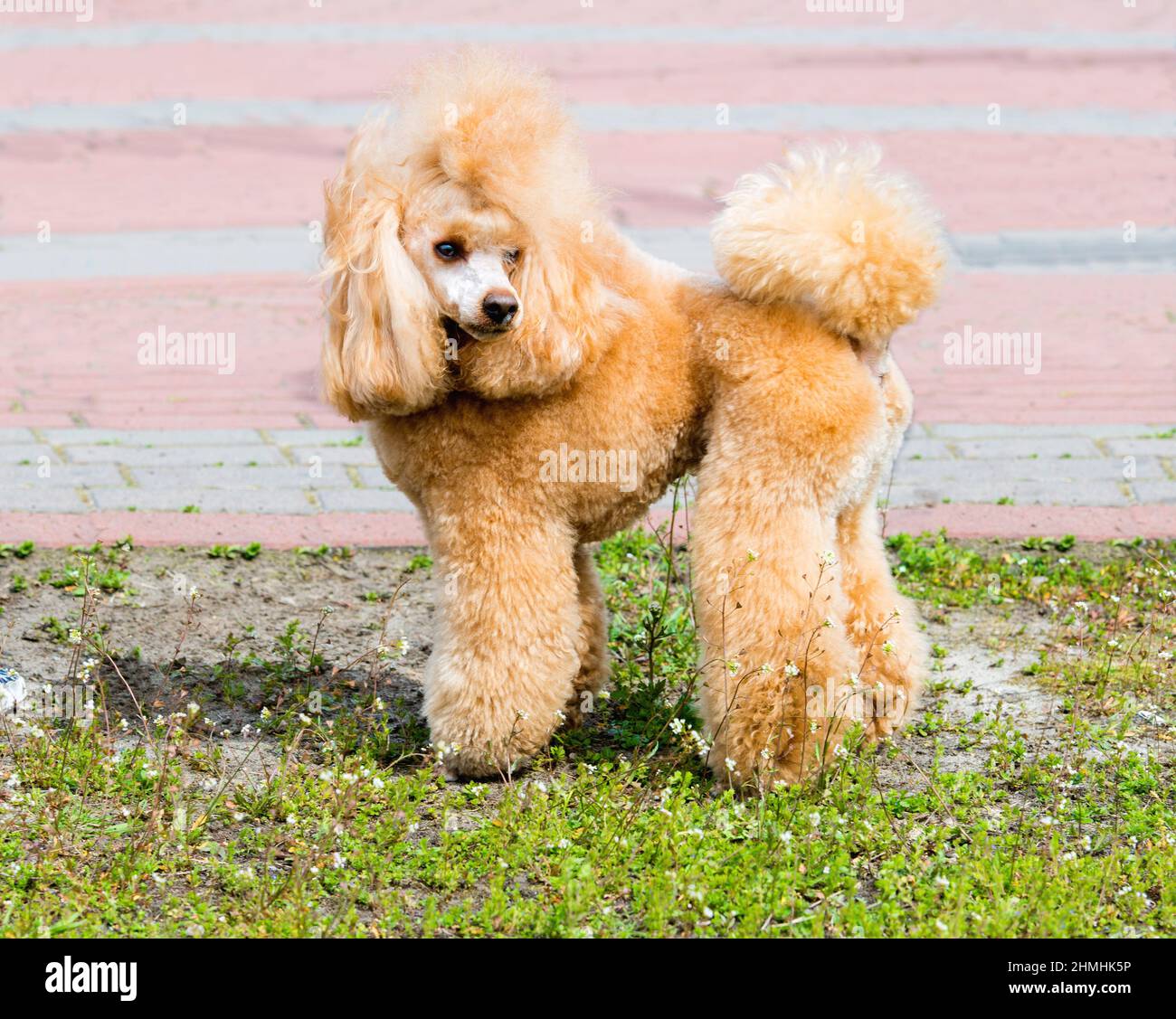 Poodle looks back. The Poodle stands on the green grass Stock Photo - Alamy
