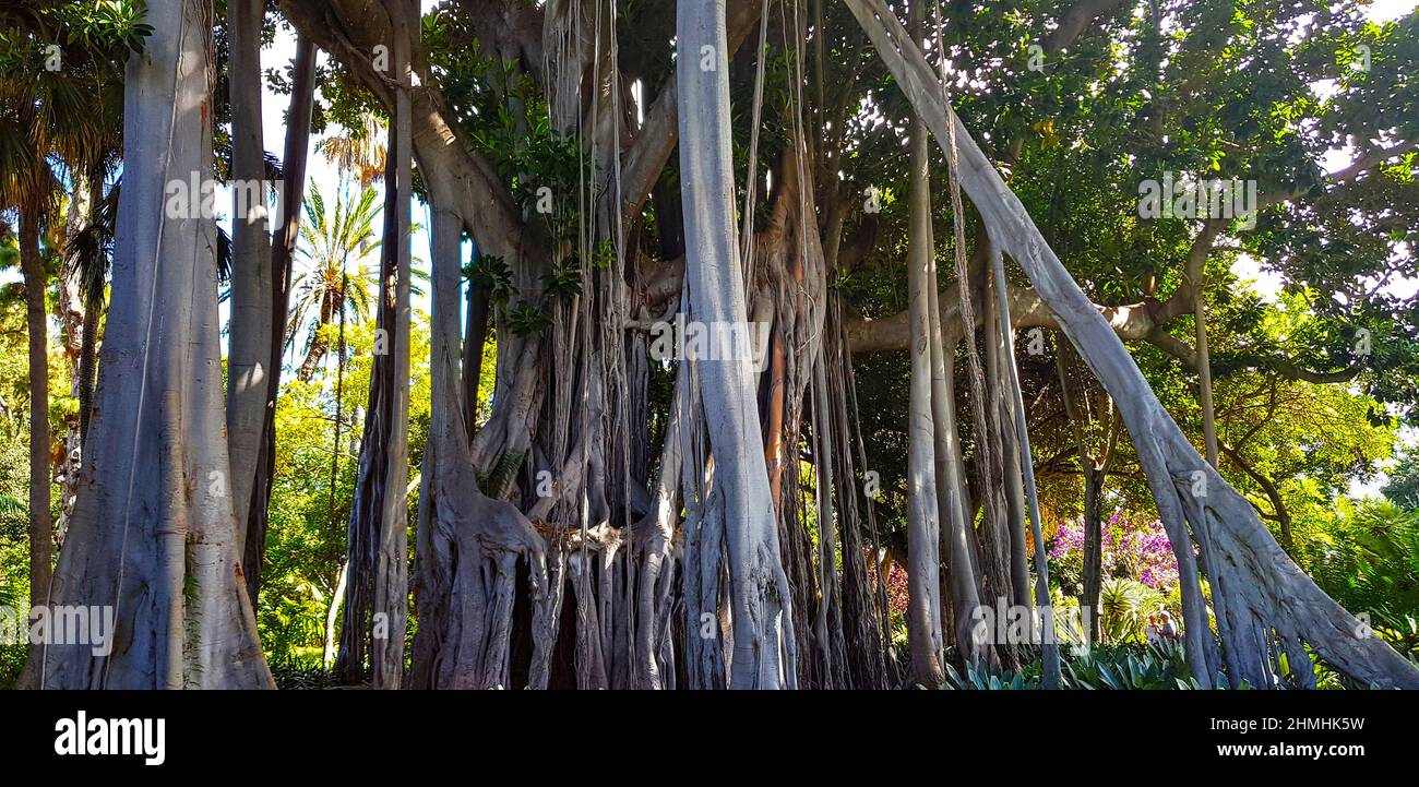 Old tree thick isolated , nature background plant Stock Photo - Alamy