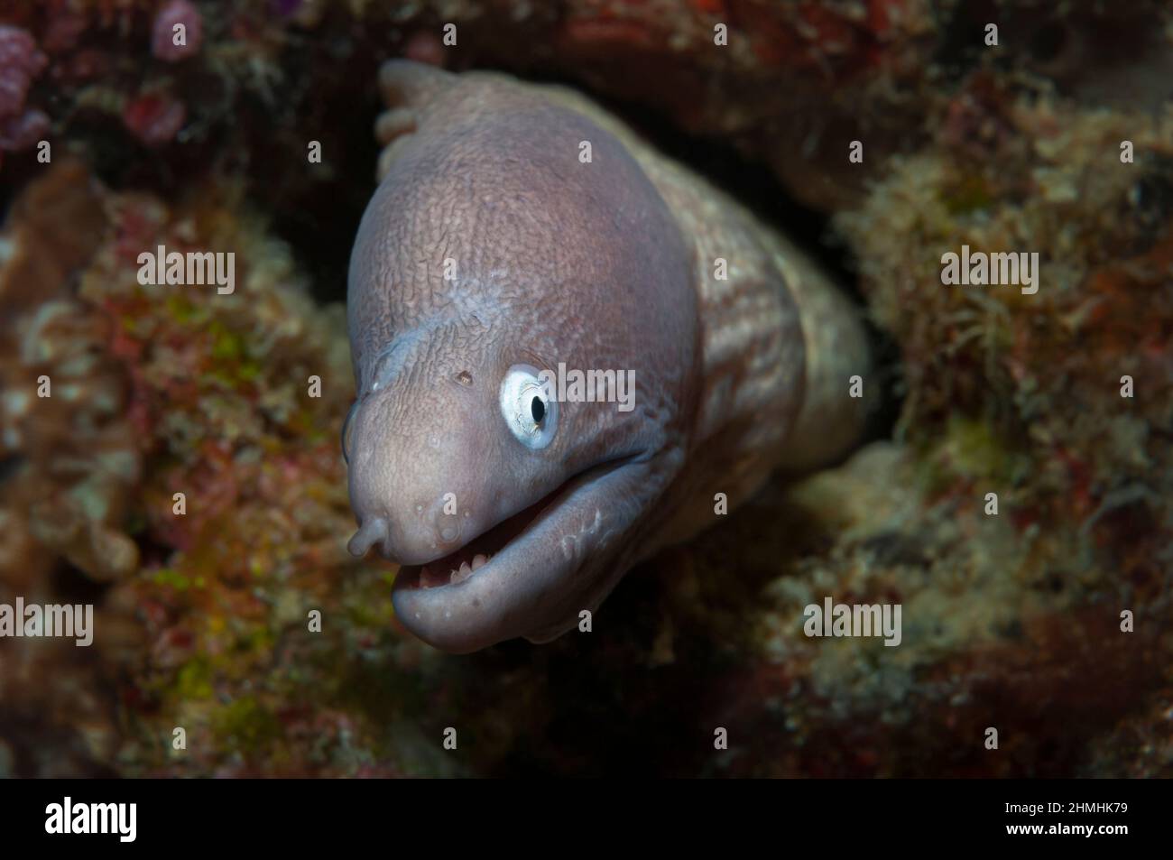 White eyed moray eel is piping out of a burrow, Panglao, Philippines ...