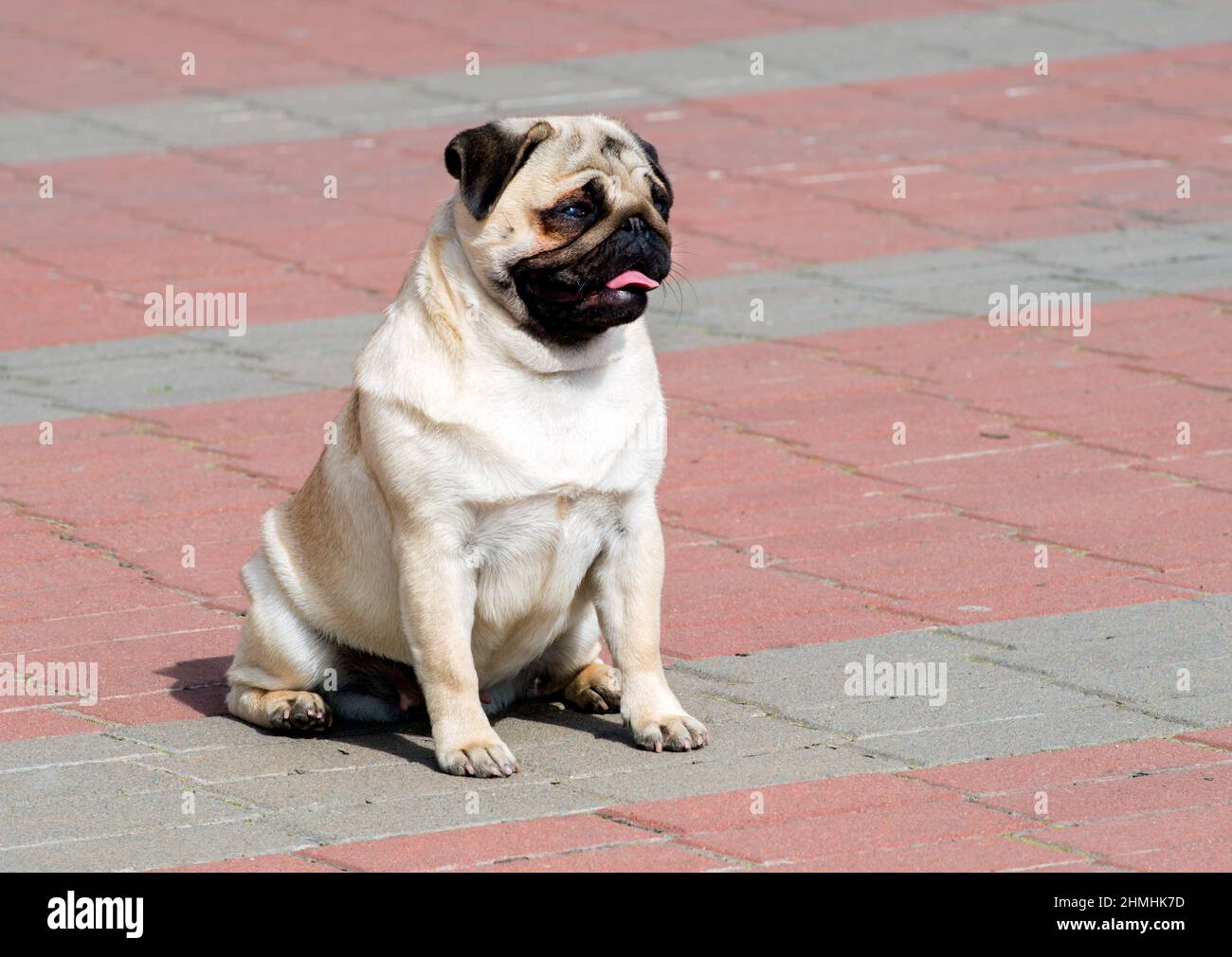 Pug seats on slab. The Pug is on the thin slab Stock Photo - Alamy