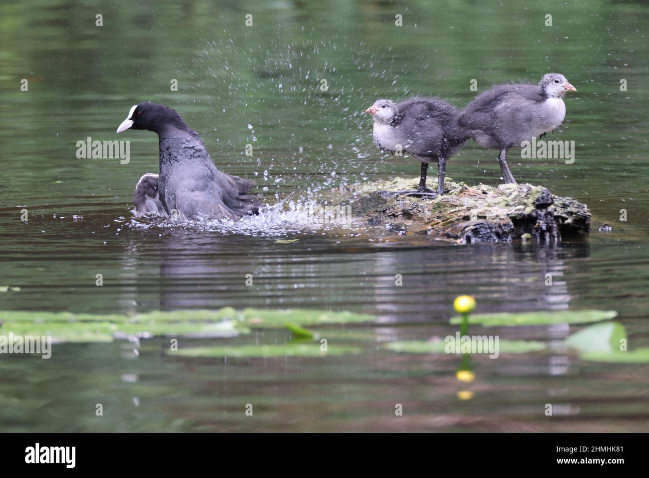Female coot young chicks hi-res stock photography and images - Alamy
