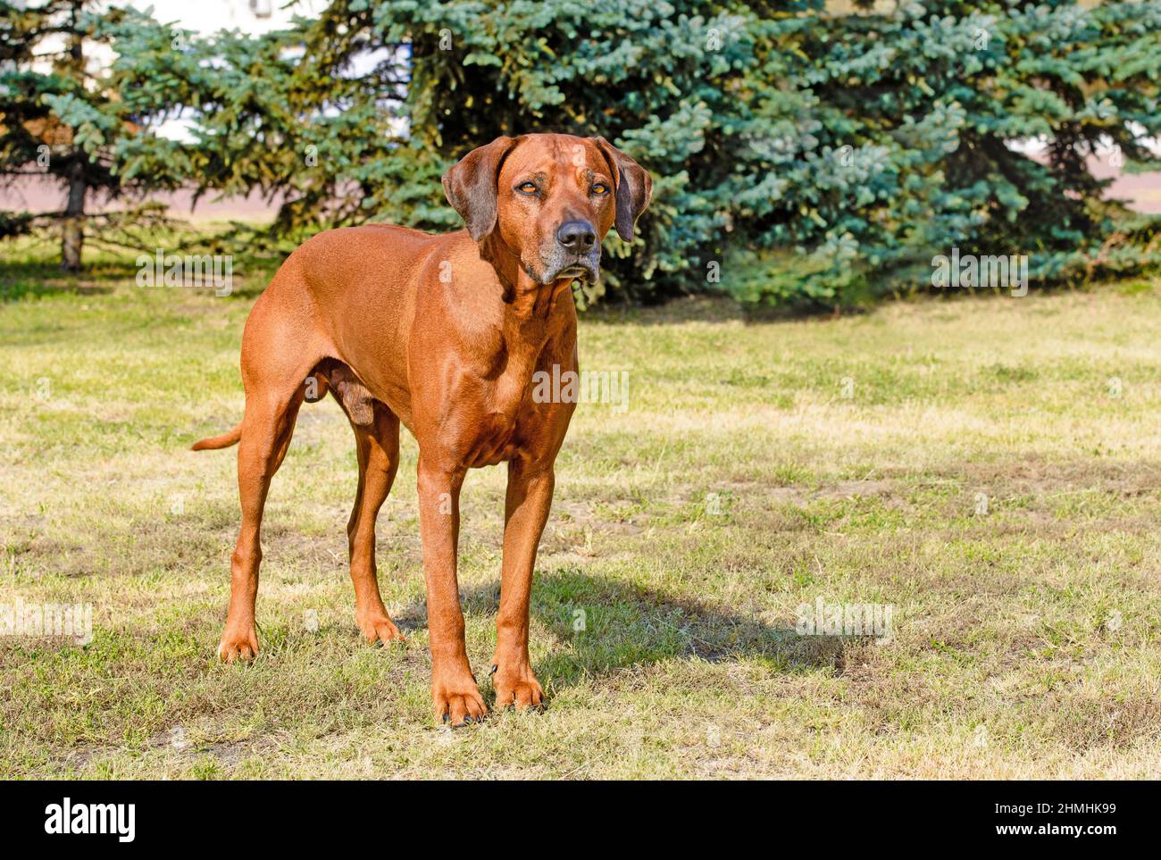 Dog rhodesian ridgeback african lion hi-res stock photography and ...
