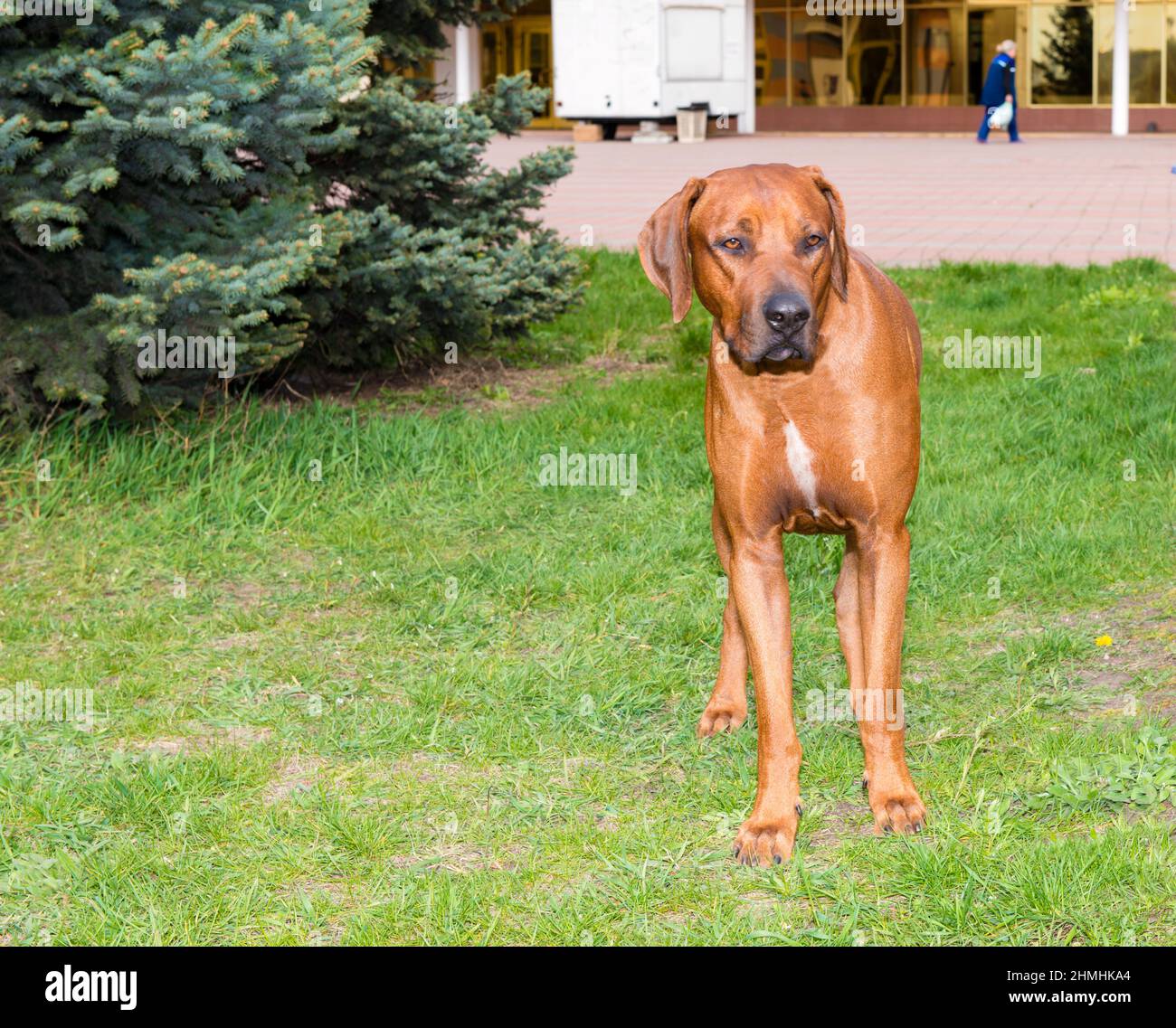Rhodesian Ridgeback stands. Rhodesian Ridgeback is in the park Stock ...