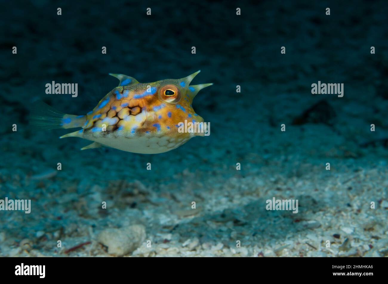 Thornback cowfish is feeding near the bottom, blowing benthic ...