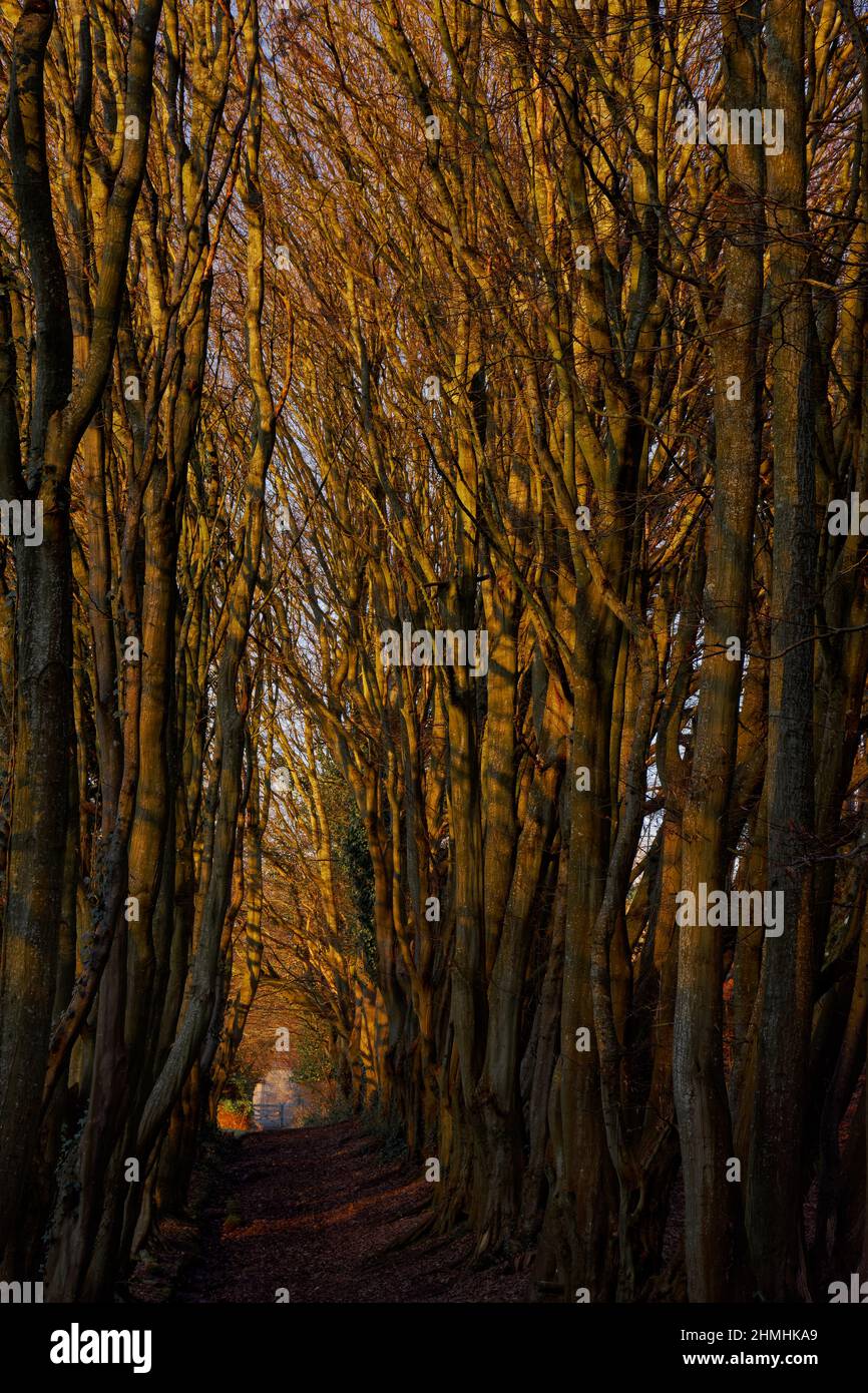 winter tree tunnel Stock Photo - Alamy