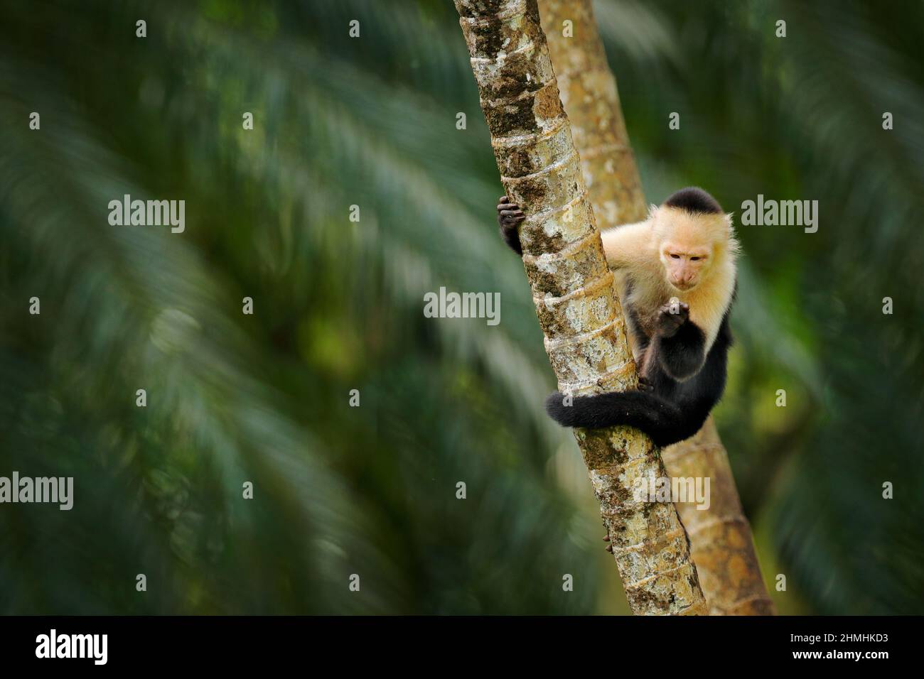 White-headed Capuchin, black monkey sitting and shake one's fist on ...