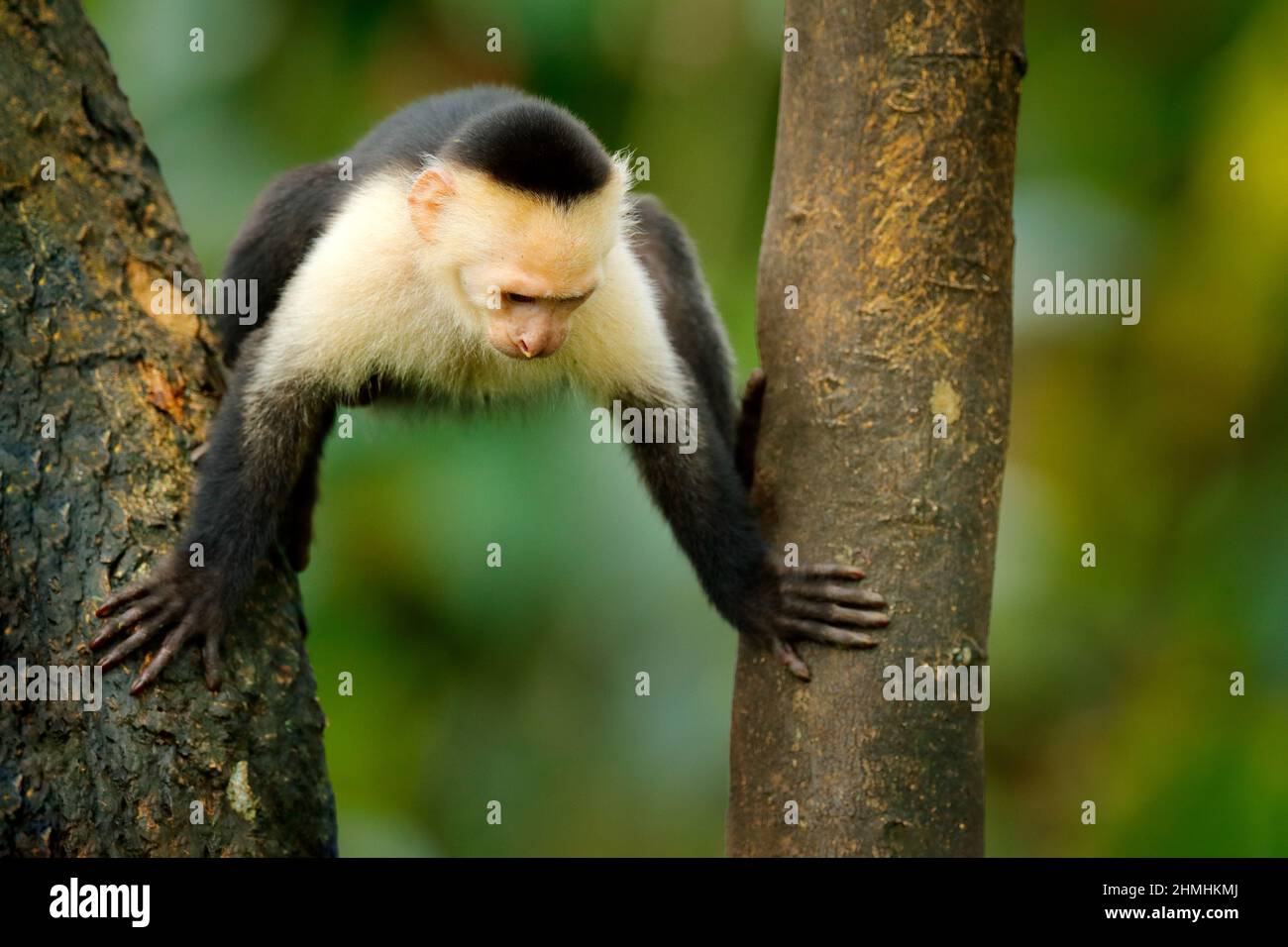 White-headed Capuchin, black monkey sitting and shake one's fist on ...