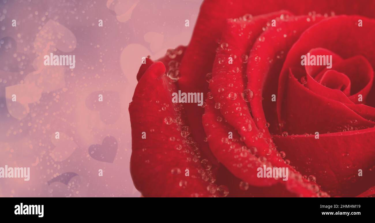 Image of single red rose moving, with copy space on with hearts on pink ...