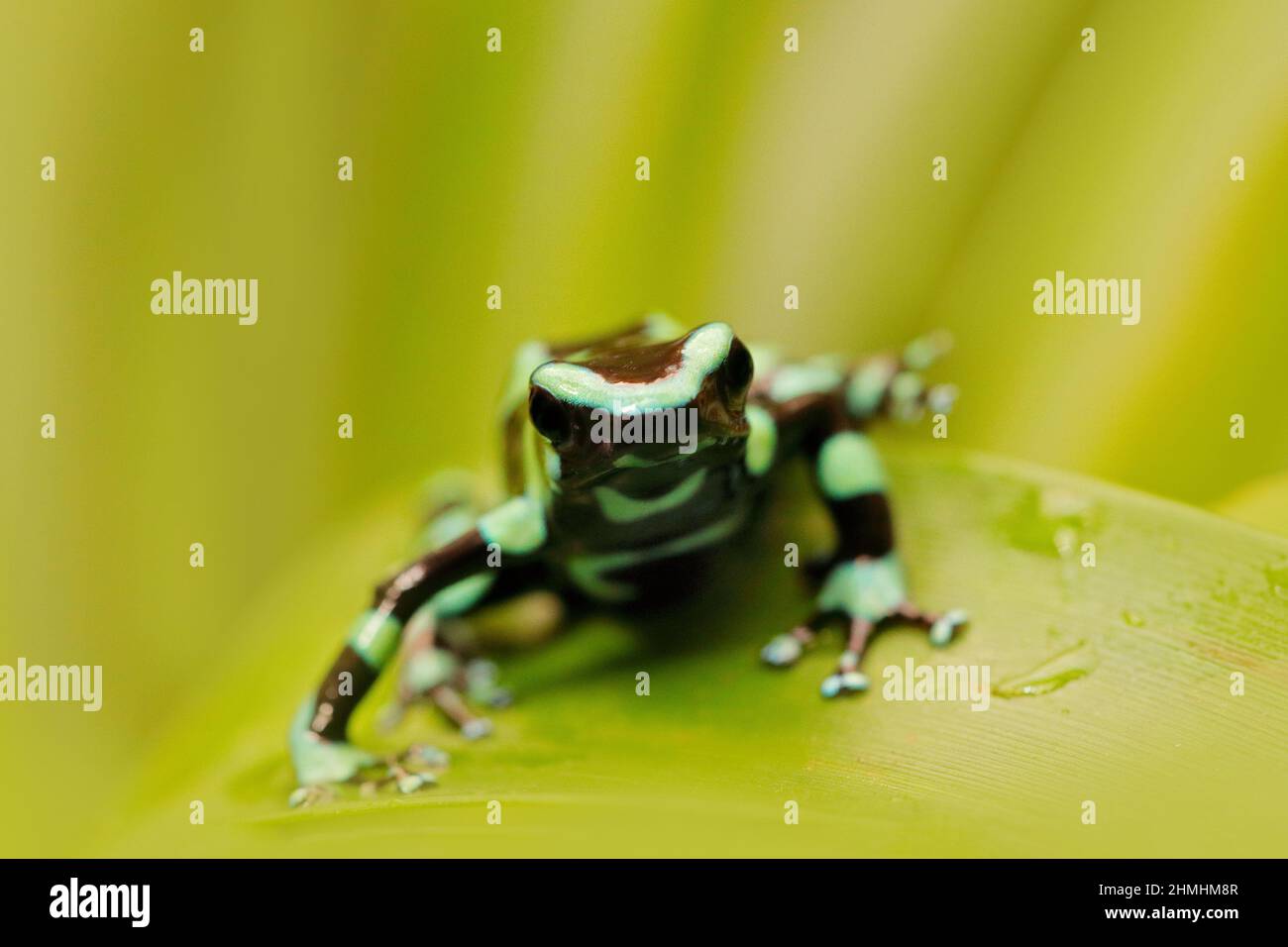 Poison frog in green leaves. Green Black Poison Dart Frog, Dendrobates ...
