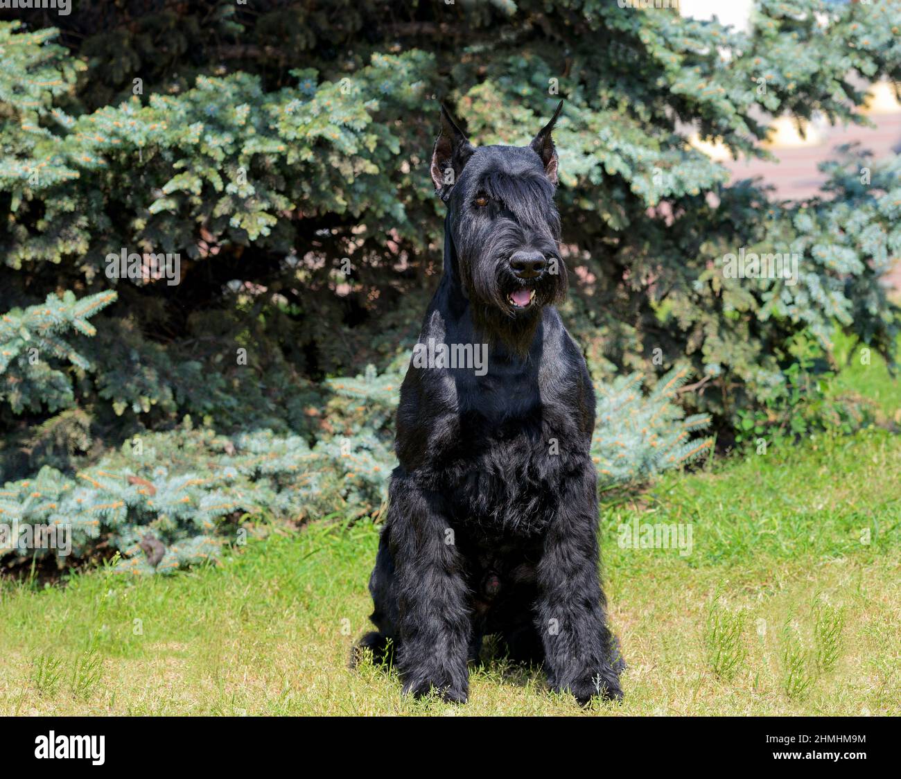 Giant Schnauzer in full face. The Giant Schnauzer seats on the green ...
