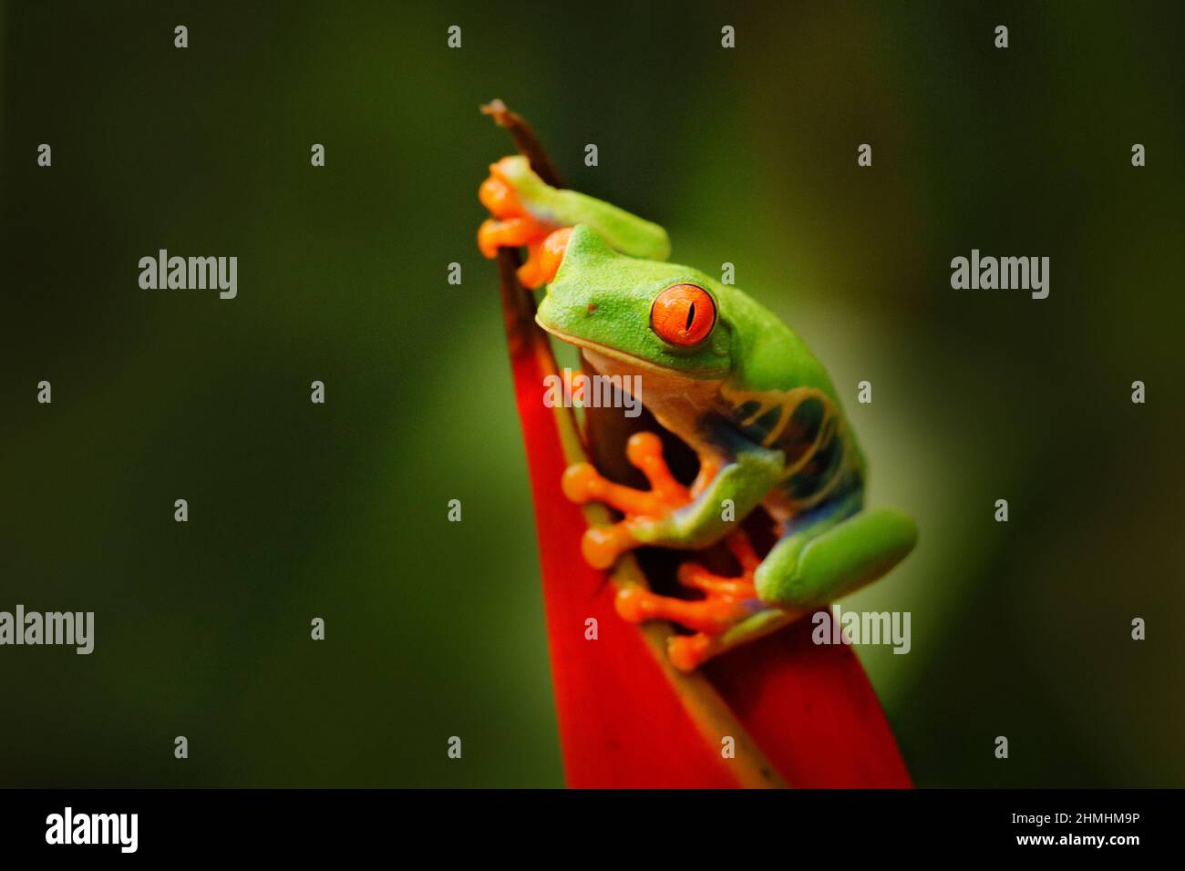 action, american, animal, beak, beautiful, belize, bird, blue, brown ...