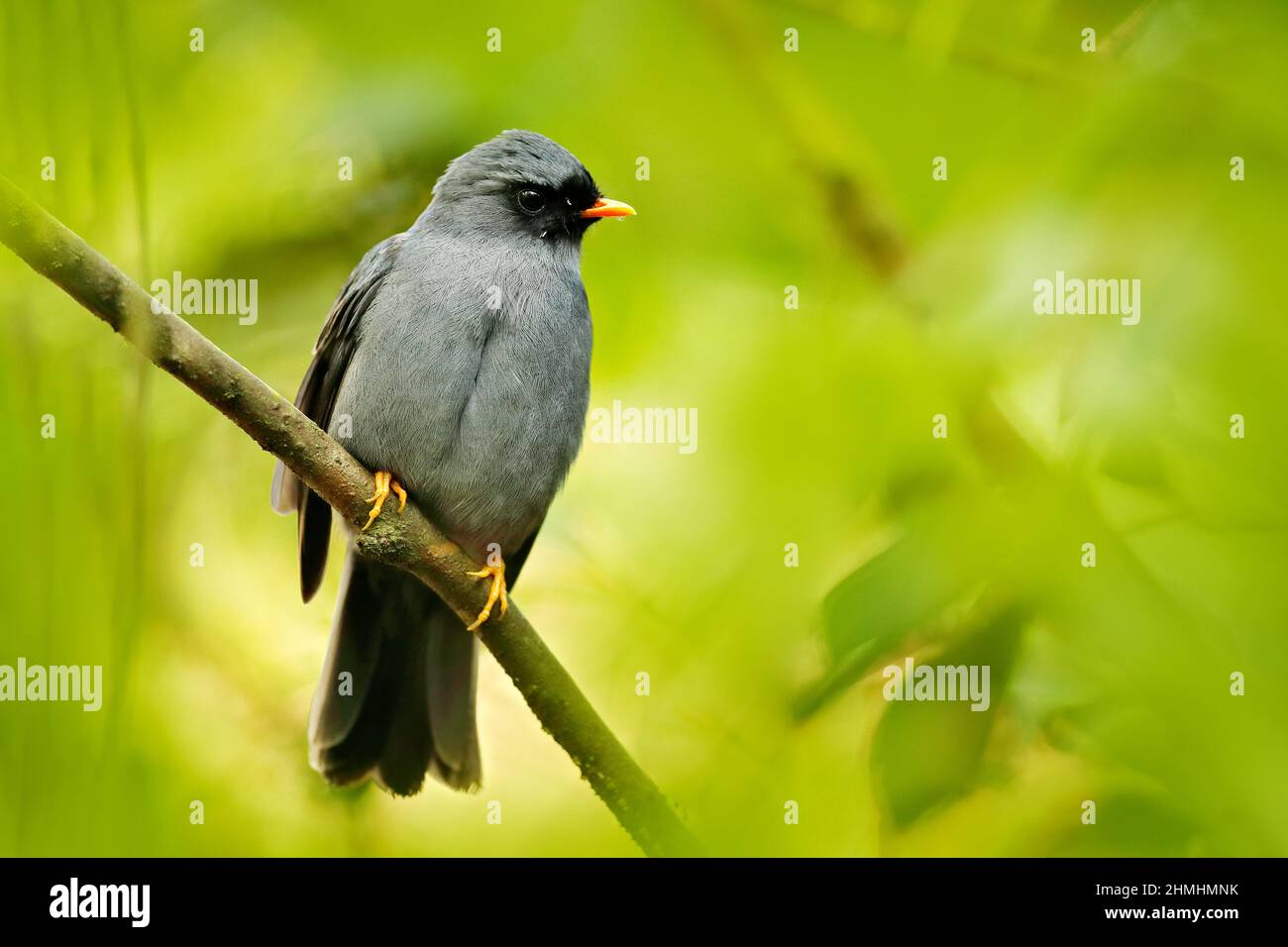 Black-faced Solitaire, Myadestes melanops, sitting on the green branch ...